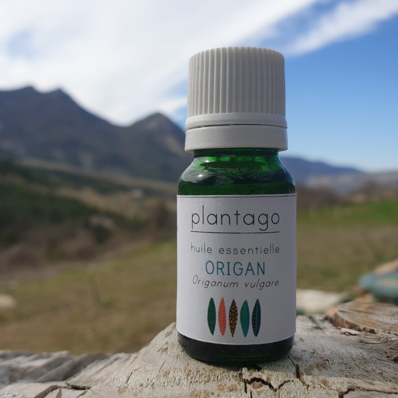 Huile essentielle d'origan vert bio direct producteur - Plantago
