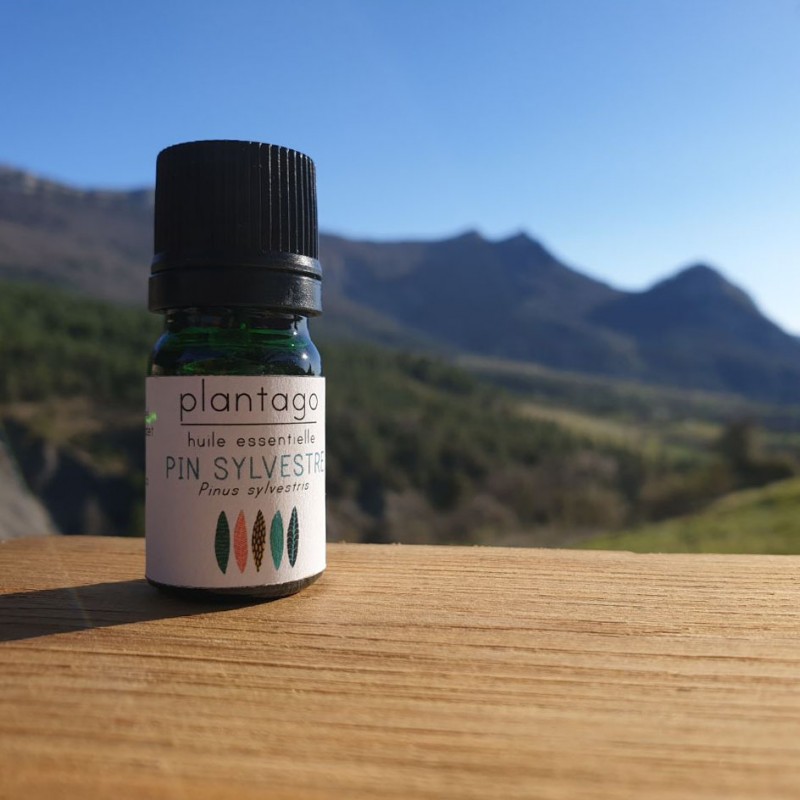 Huile essentielle de pin sylvestre bio direct producteur - Plantago