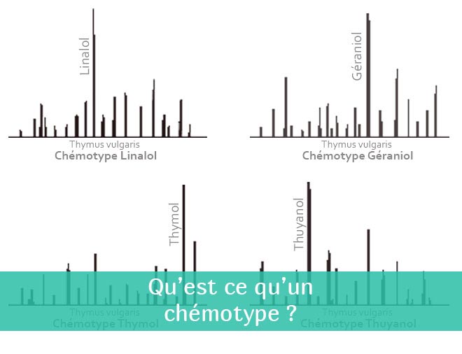 Qu'est-ce qu'un chémotype?